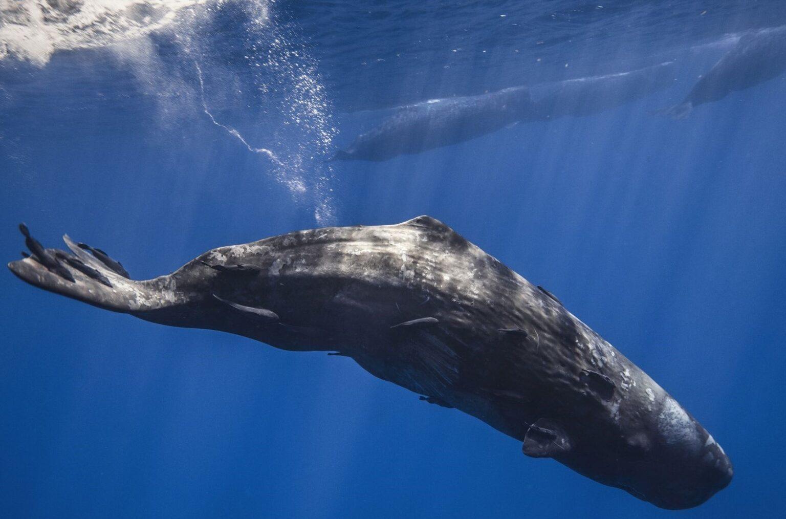 Cover the Remarkable Secrets of Whale Watching Mauritius
